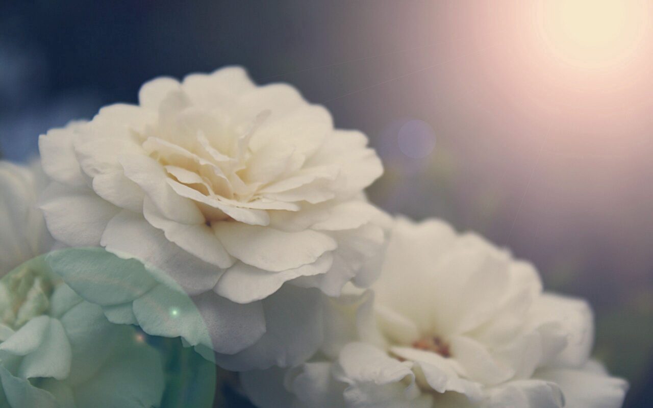 Softly Illuminated Flower Blooms Wallpaper | Background FREE Download ...