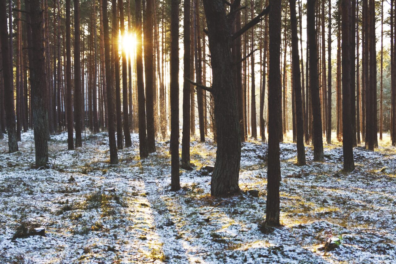 Serene Winter Forest Sunset Snow Shadows Wallpaper | Background FREE ...