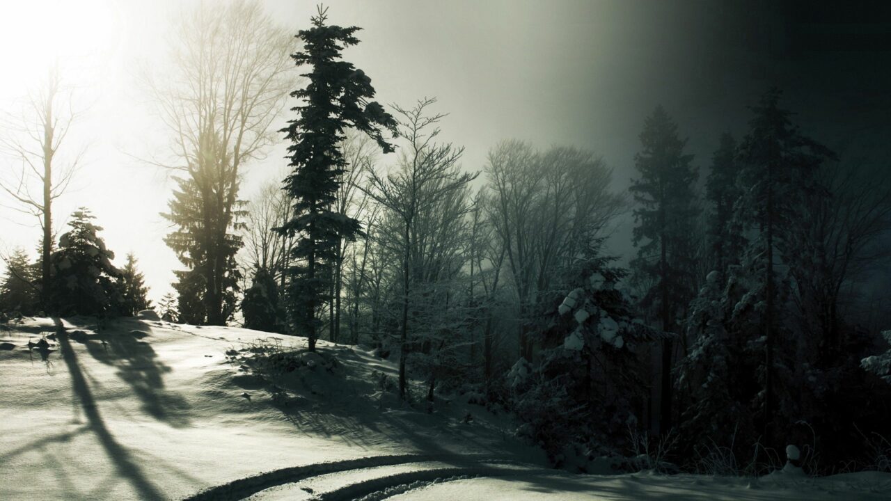 Moody Winter Forest Shadows in Snow Wallpaper | Background FREE ...