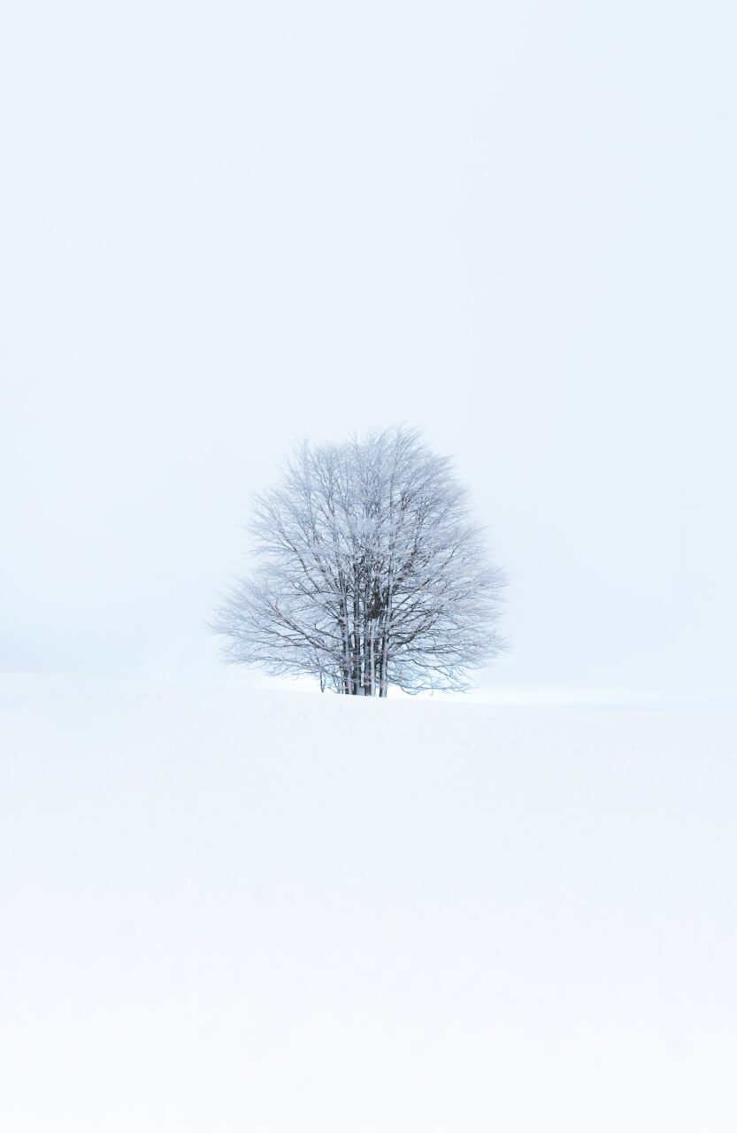 Minimalist Snowy Tree Landscape Winter Serenity Wallpaper | Background ...