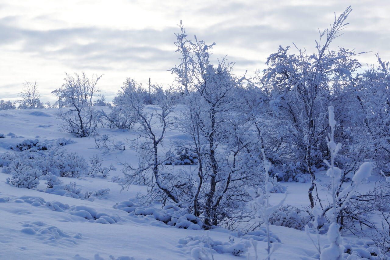Serene Snowy Winter Landscape with Frosty Trees Wallpaper | Background ...