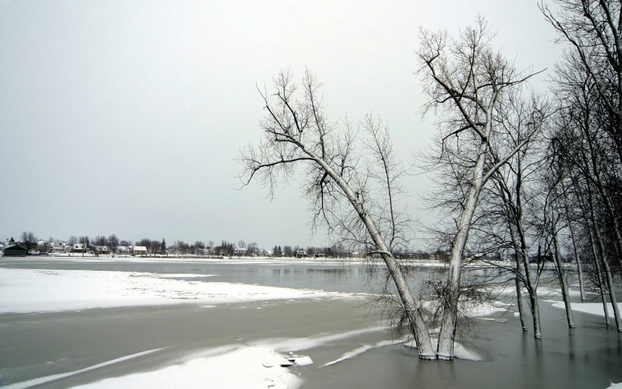Serene Winter Lake with Bare Trees Snowy Frost Wallpaper | Background ...