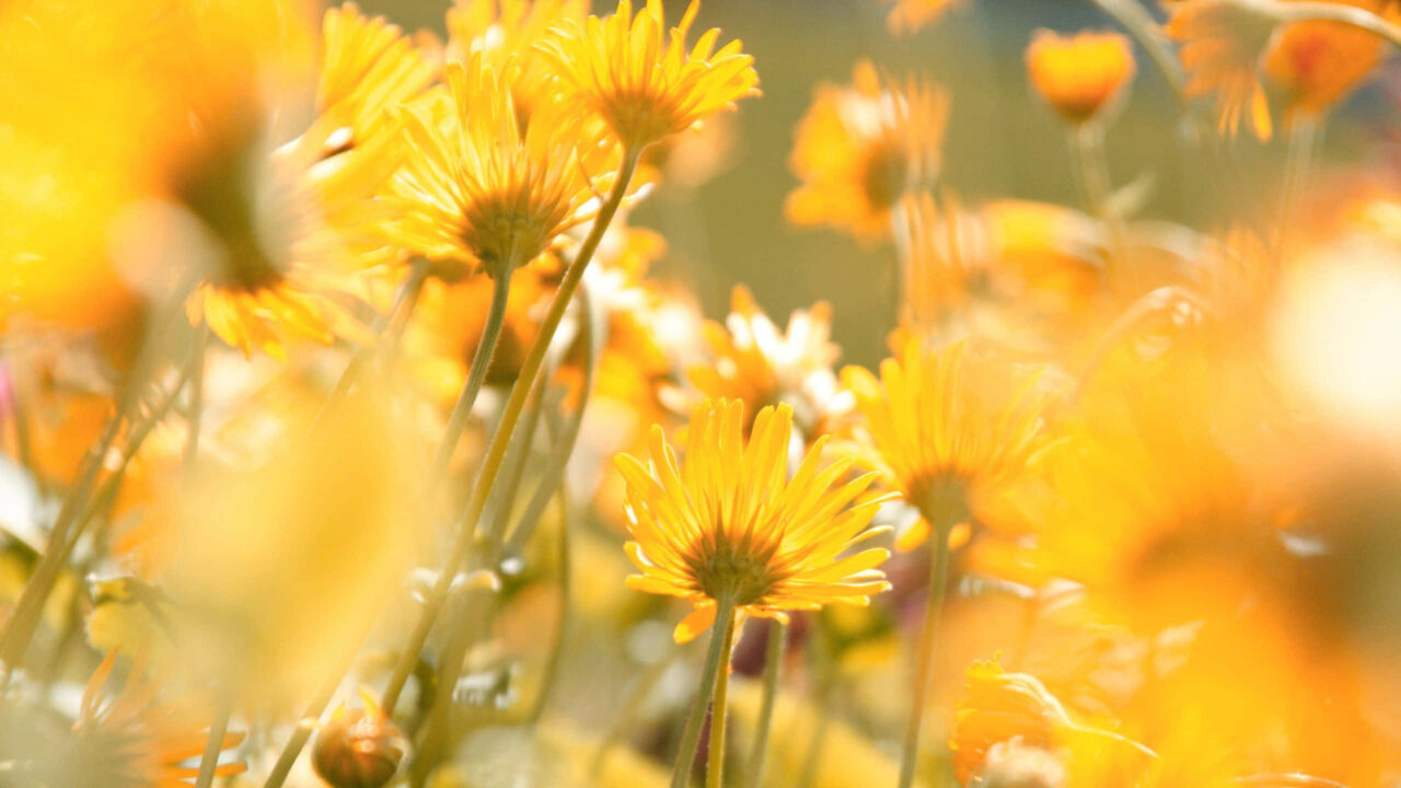 Cheerful Yellow Flowers in Natural Light Wallpaper | Background FREE ...