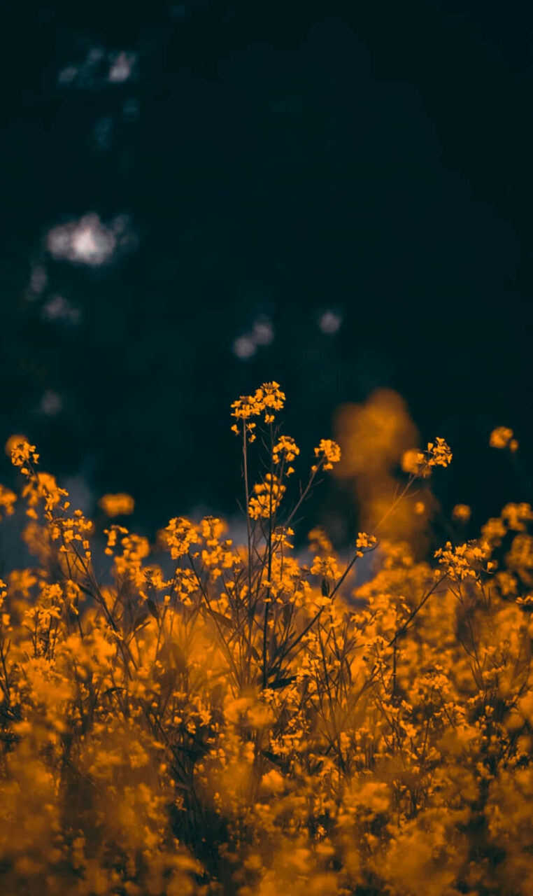 Serene Yellow Flower Field Nature Wallpaper | Background FREE Download ...