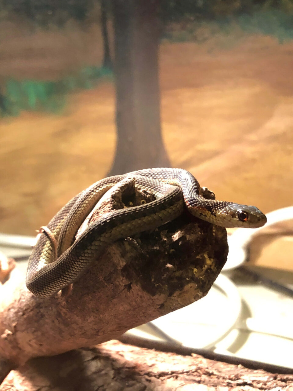 Serpentine Beauty in a Zoo Enclosure Wallpaper | Background FREE ...