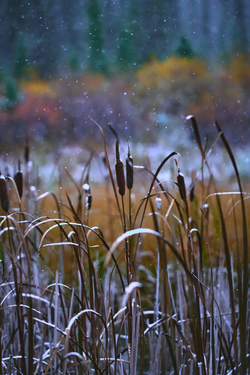 Snow-Dusted Reeds Autumn Foliage Winter Landscape Wallpaper ...
