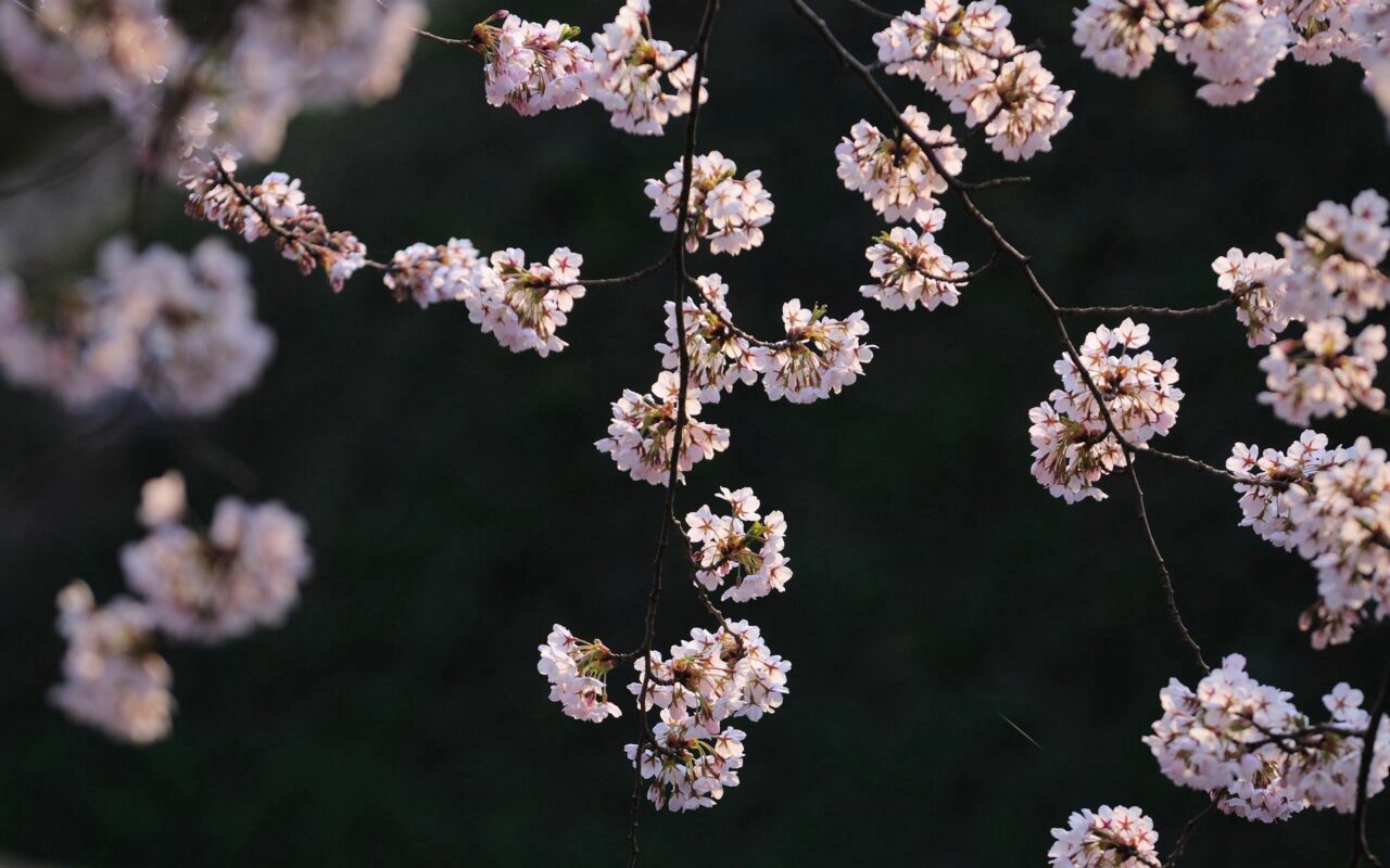 Soft Pink Spring Blossoms with Green Leaves Wallpaper | Background FREE ...