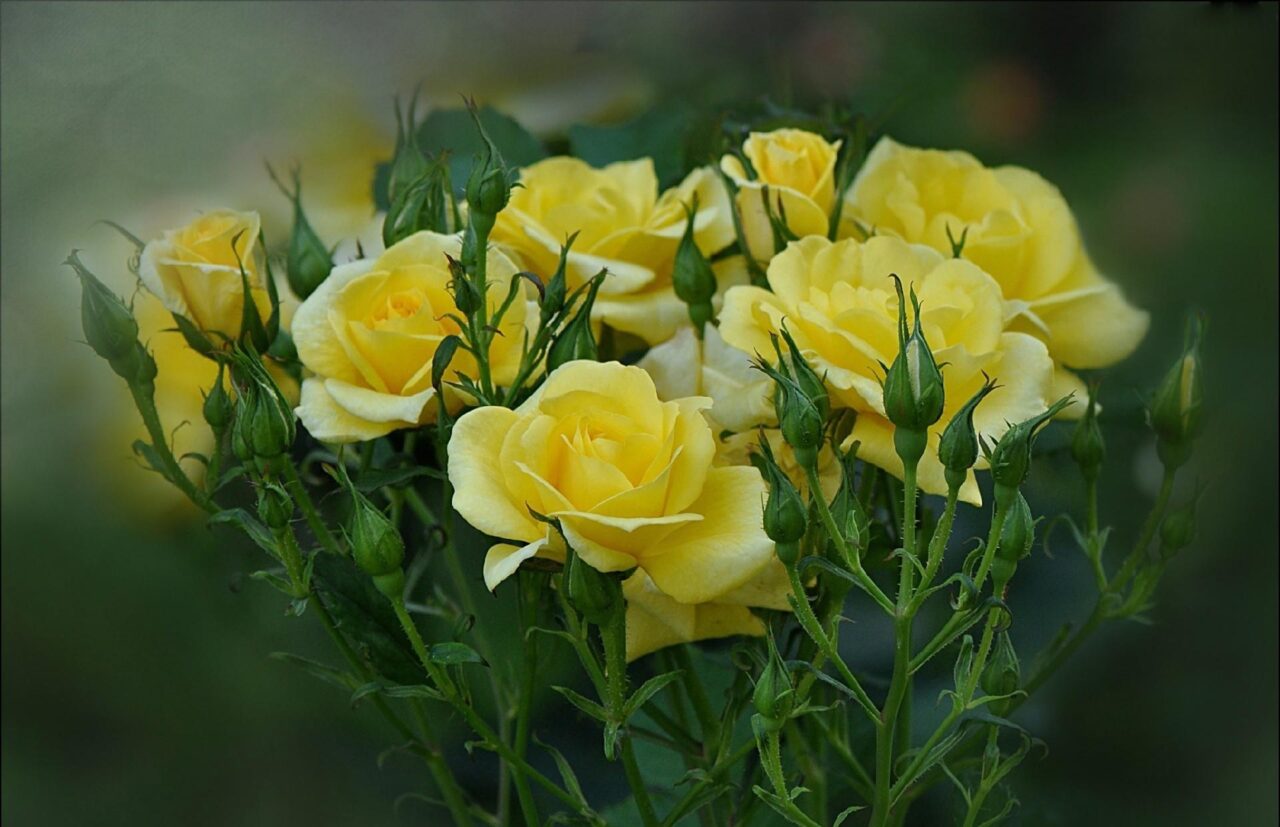 Dreamy Yellow Roses Wallpaper | Background FREE Download - Vulplex.com