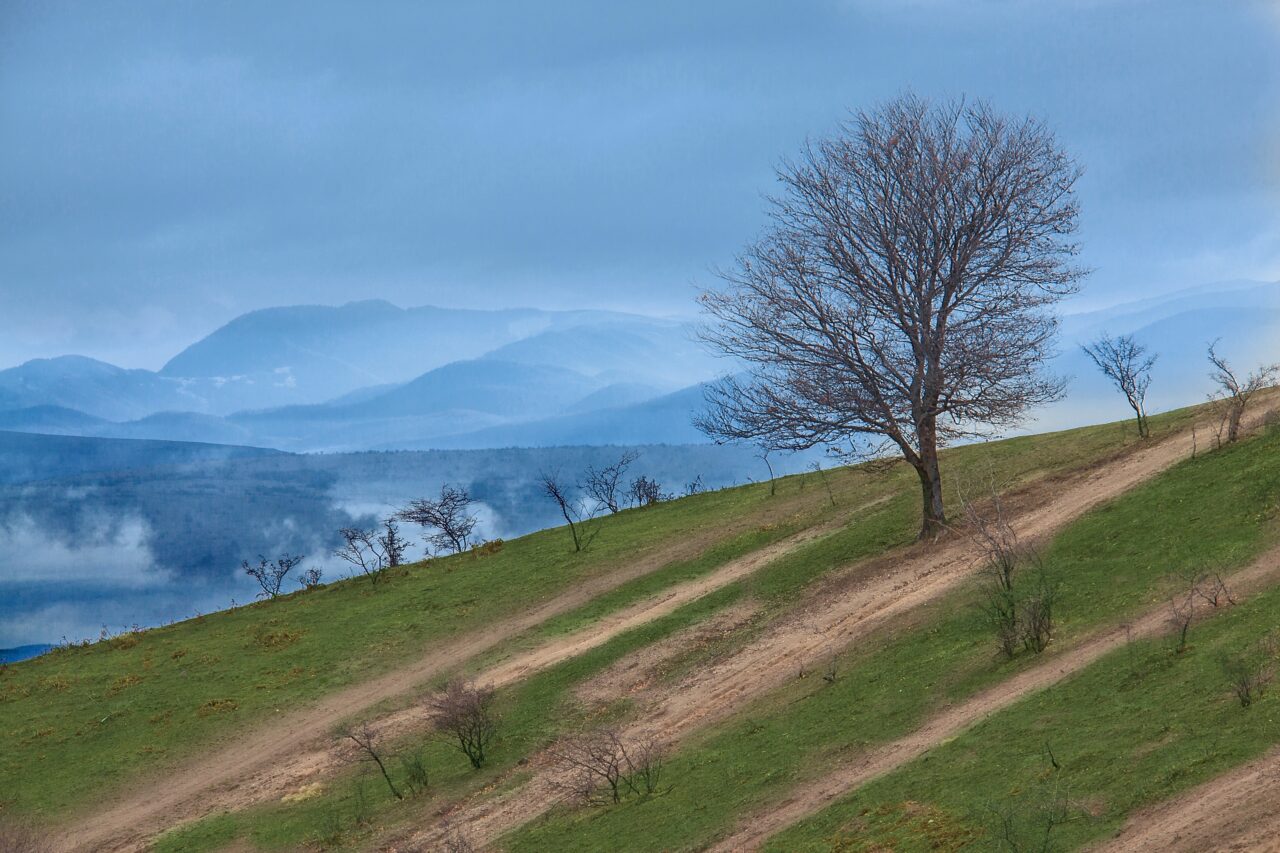 Solitary Tree on Misty Mountain Slope Nature Wallpaper | Background ...
