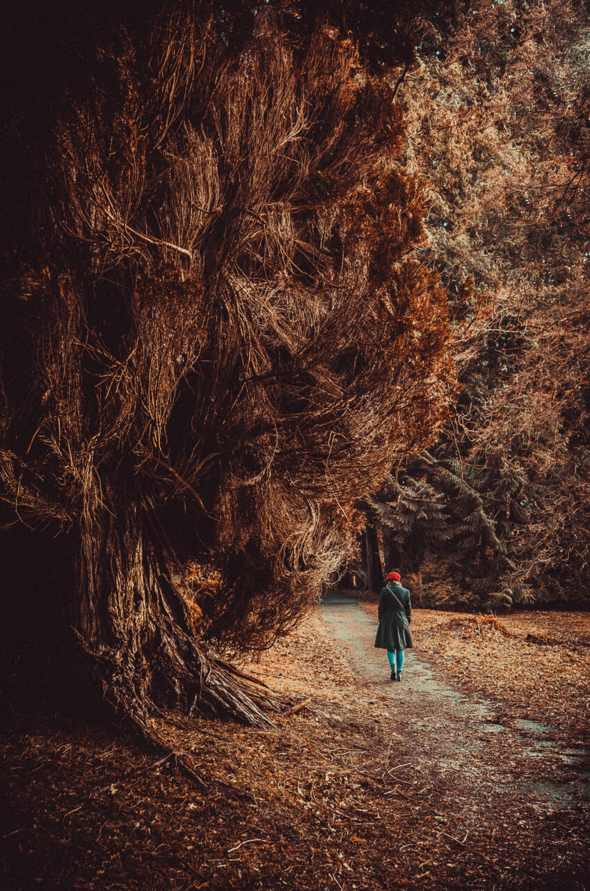 Autumn Forest Walk Solitude Moody Cinematic Wallpaper | Background FREE ...