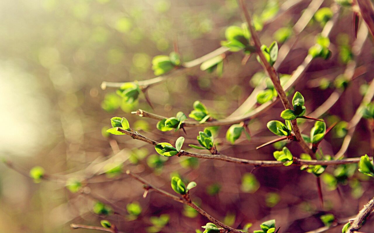 Vibrant Green Leaves in Spring Renewal Wallpaper | Background FREE ...