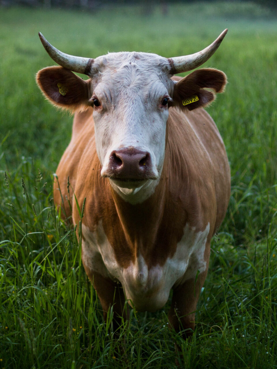 Hinterwald Cattle in Lush Green Field Wallpaper | Background FREE ...