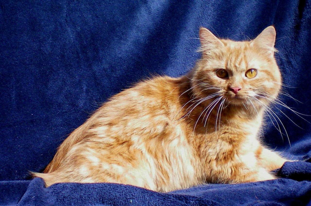 Regal Orange Cymric Cat with Amber Eyes Wallpaper | Background FREE ...
