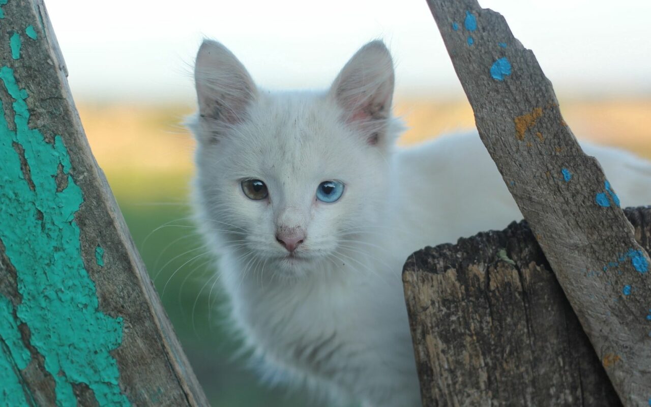 Heterochromia Cat Charming Wallpaper | Background FREE Download ...