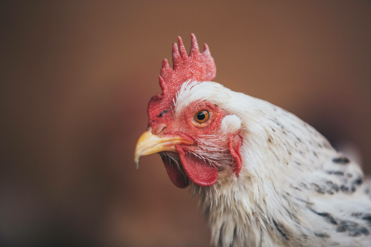 Intense Gaze of White Chicken Wallpaper | Background FREE Download ...
