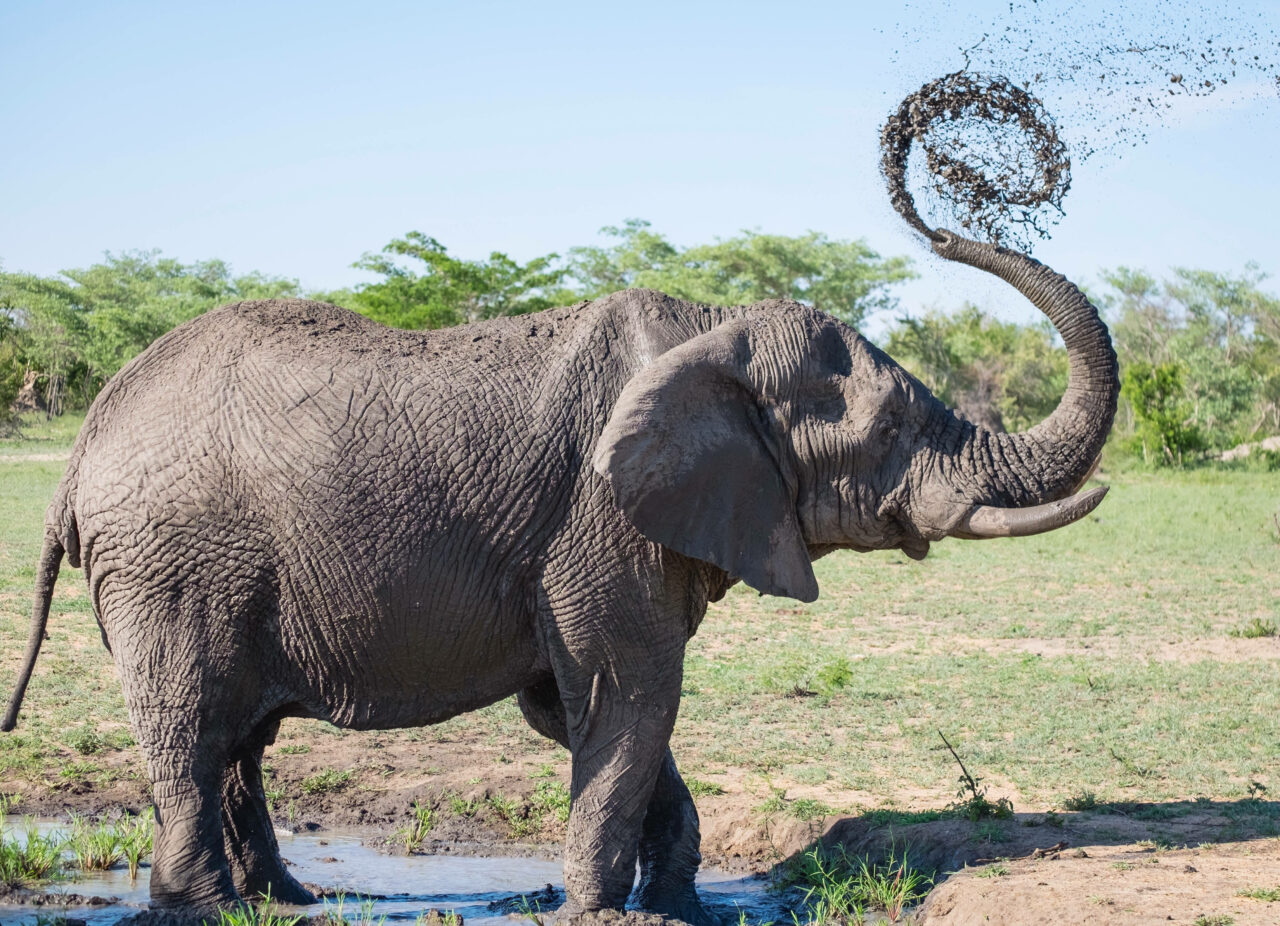 Majestic Elephant Playfully Tossing Mud Wallpaper | Background FREE ...
