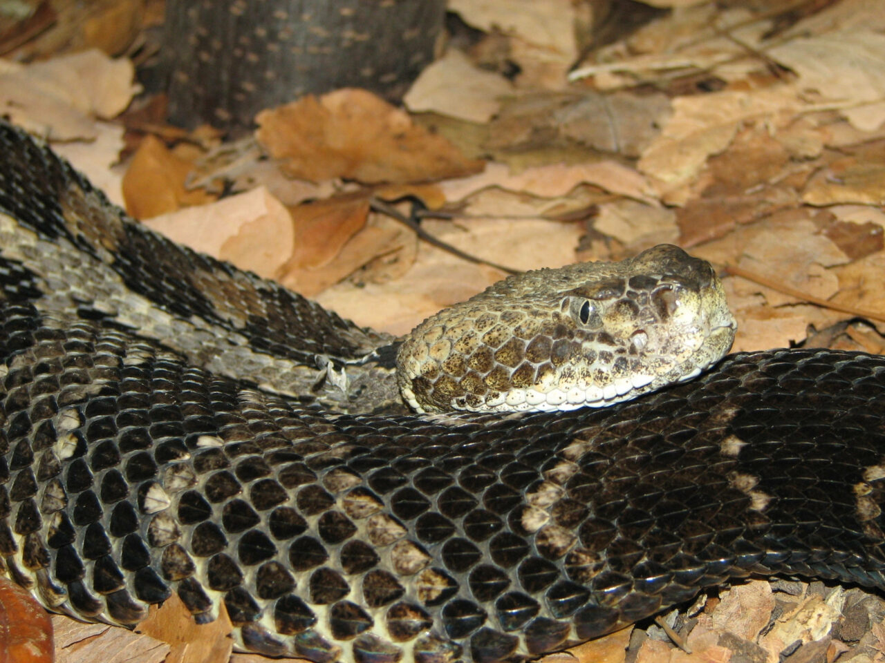 Coiled Beauty of the Black Timber Rattler Wallpaper | Background FREE ...