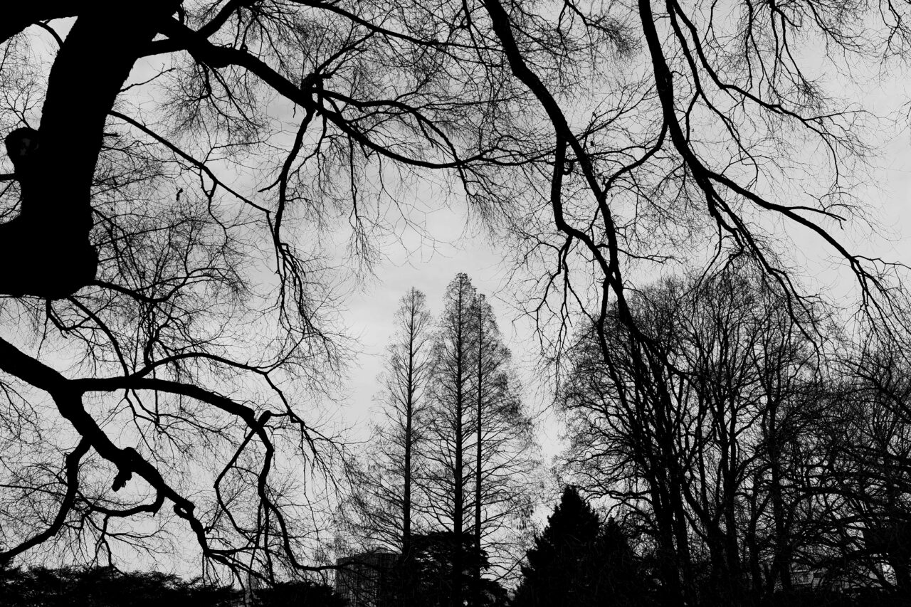 Dramatic Tree Silhouettes Black and White Wallpaper | Background FREE ...