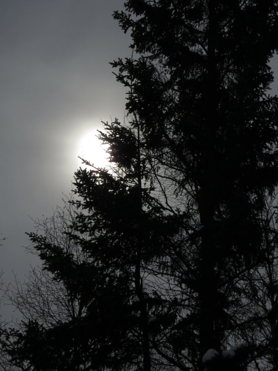 Dramatic Tree Silhouettes Wallpaper | Background FREE Download ...