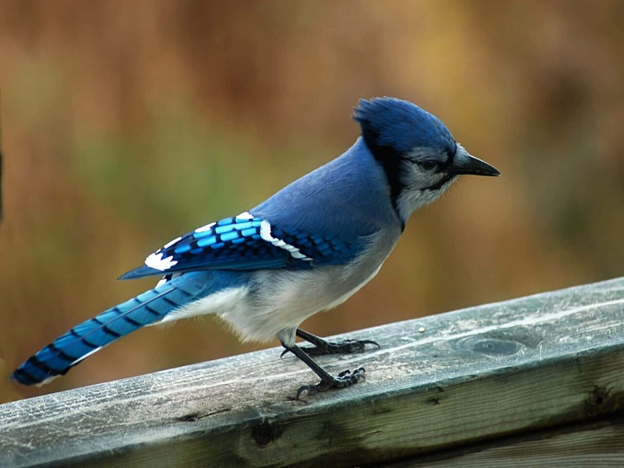 Blue Jay Serenity Nature Wallpaper | Background FREE Download - Vulplex.com