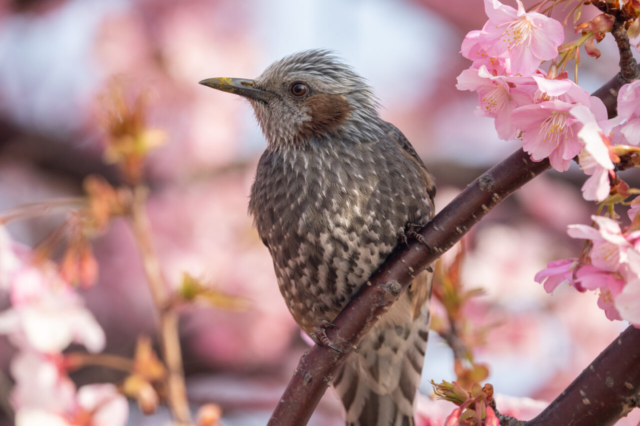 Serene Beauty of a Brown-Eared Bulbul Wallpaper | Background FREE ...
