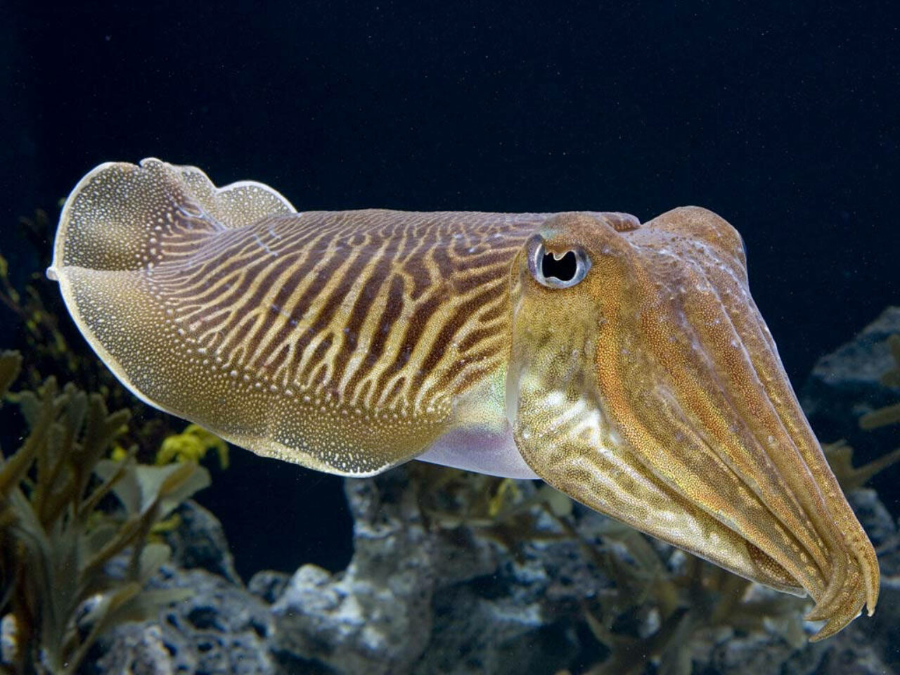 Elegant Brown Squid Patterns Wallpaper | Background FREE Download ...