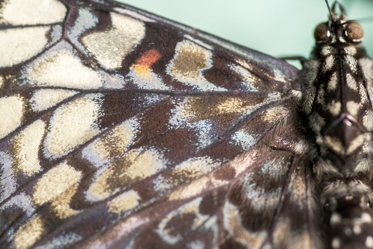 Intricate Butterfly Beauty in Nature Wallpaper | Background FREE ...