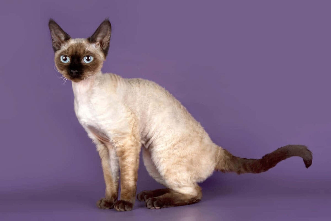 Curly Eared Elegance Devon Rex Wallpaper | Background FREE Download ...