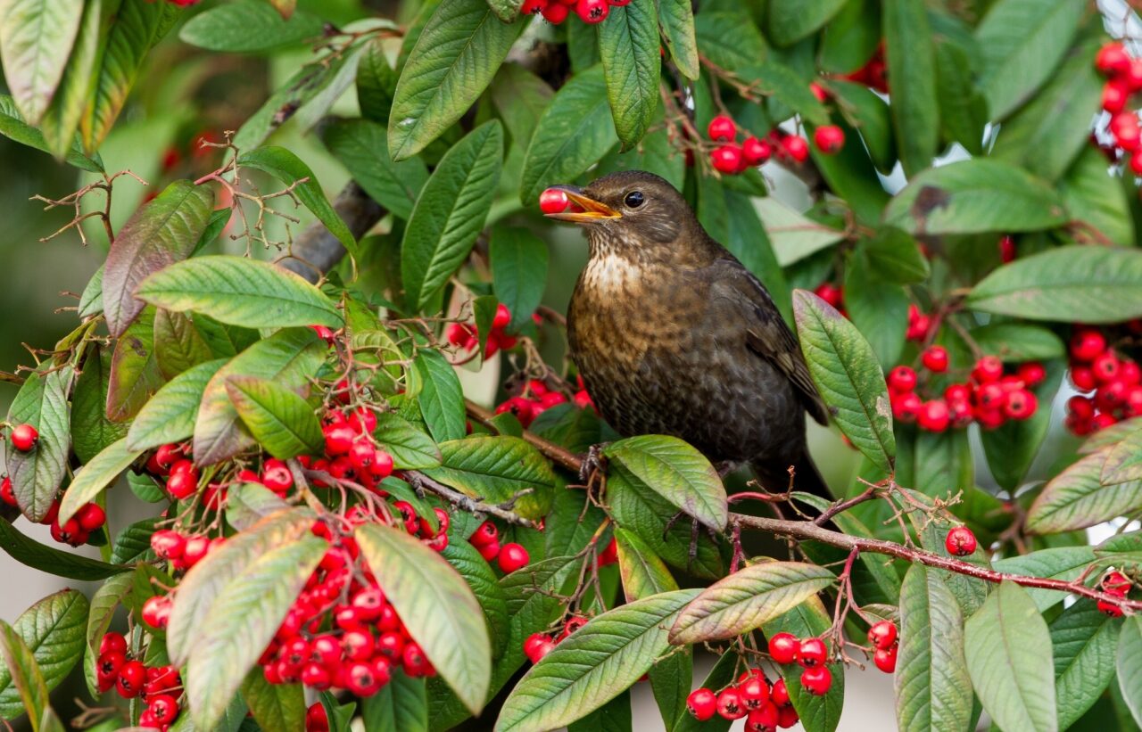 Drozd Bird Among Green Leaves Wallpaper | Background FREE Download ...
