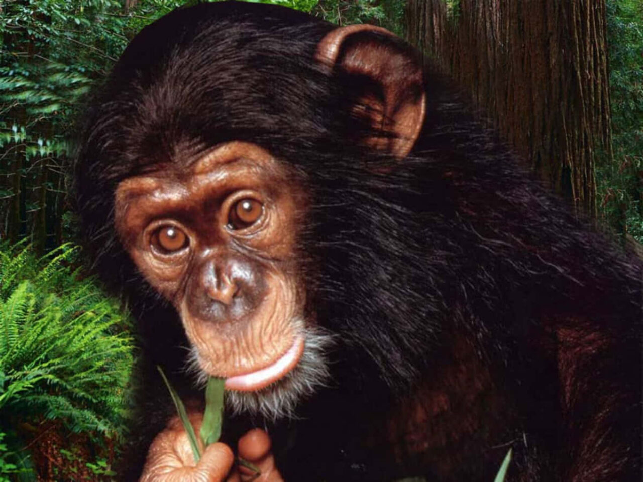 Majestic Ape in Lush Forest Wallpaper | Background FREE Download ...