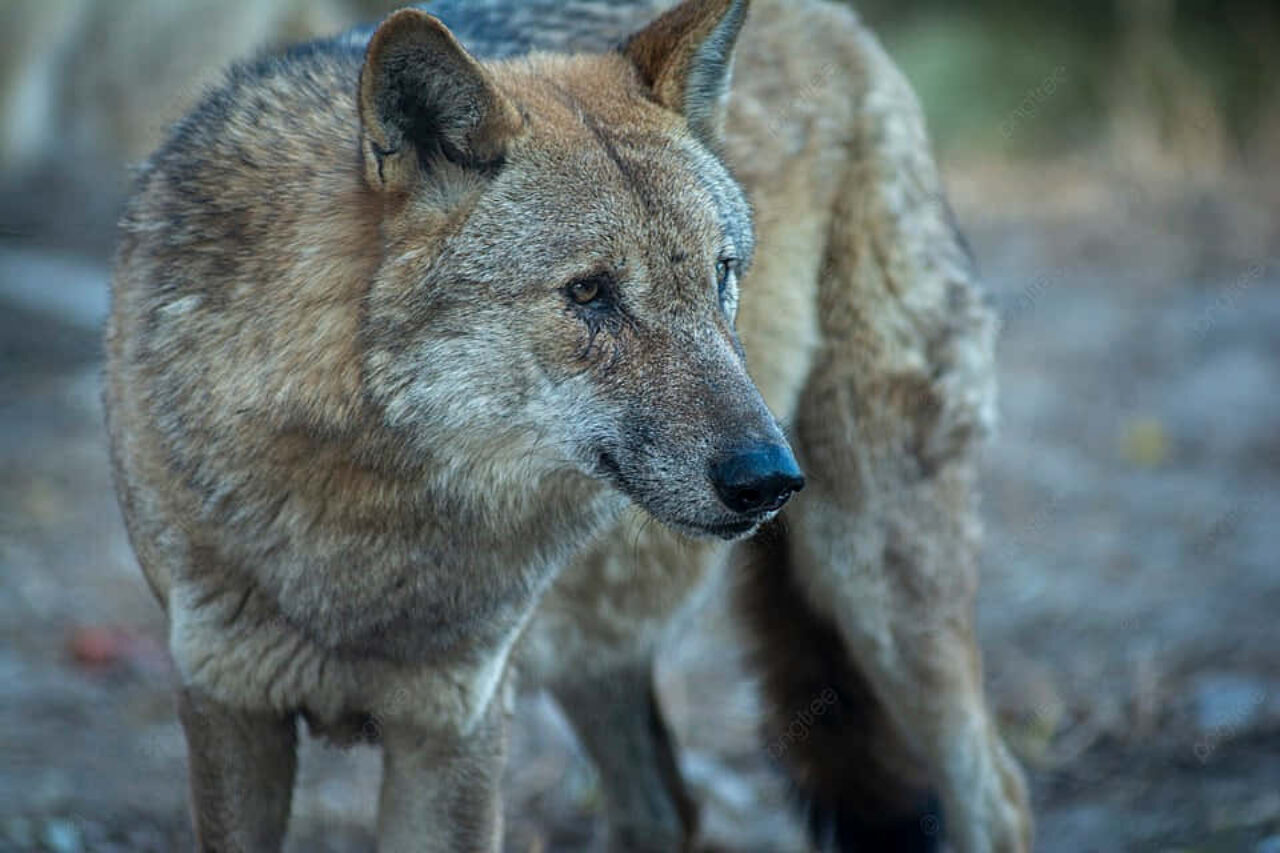 Majestic Himalayan Wolf Beauty Wallpaper | Background FREE Download ...