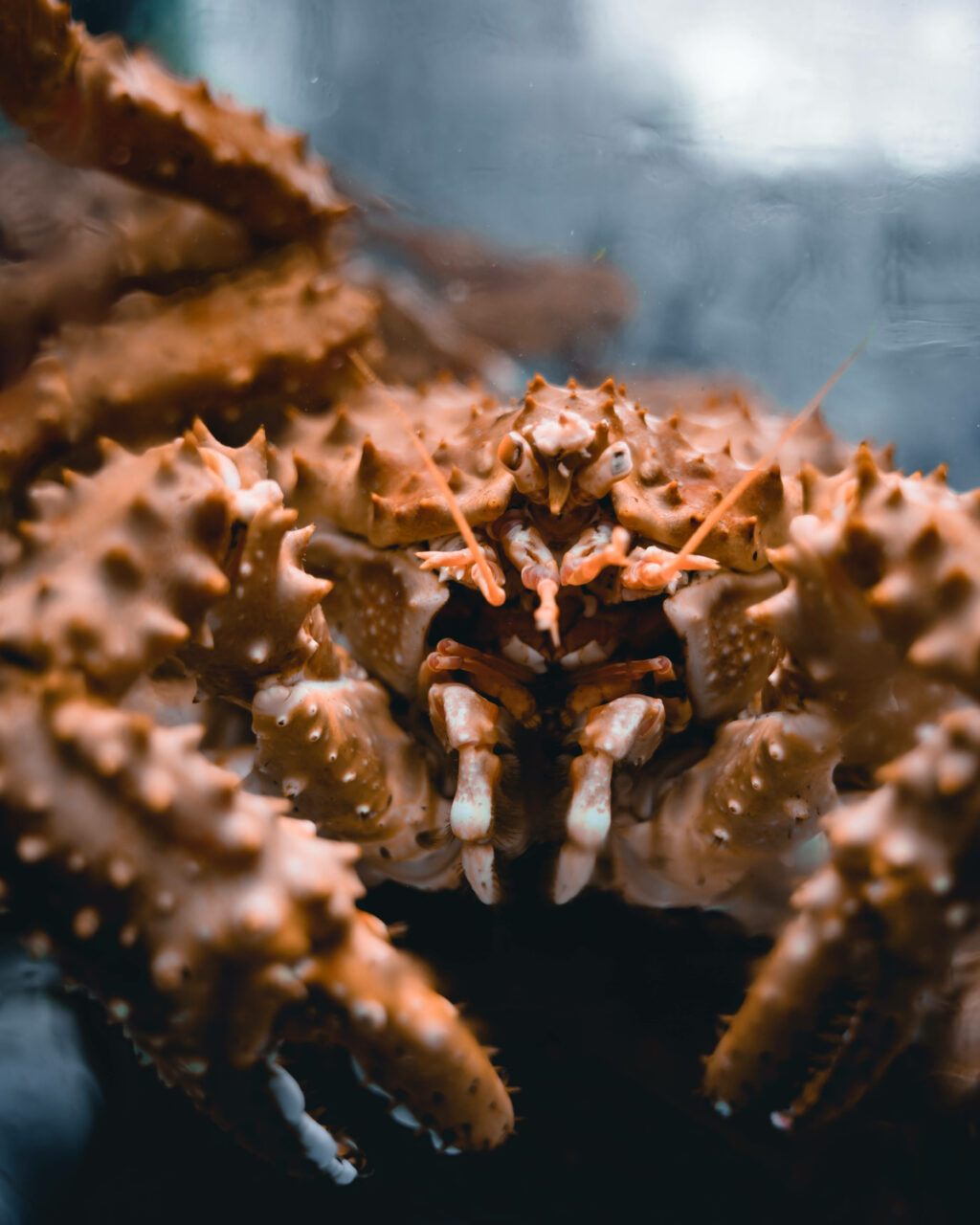 Close-Up King Crab Textured Wallpaper | Background FREE Download ...