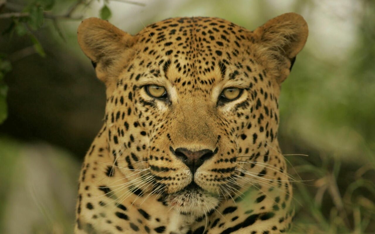 Leopard Beauty in Nature Wallpaper | Background FREE Download - Vulplex.com