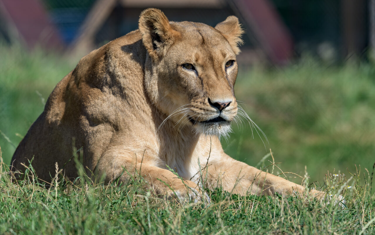 Majestic Lioness in Grassy Serenity Wallpaper | Background FREE ...