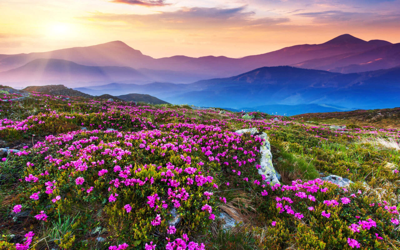 Magenta Blossoms with Mountain Sunset Wallpaper | Background FREE ...