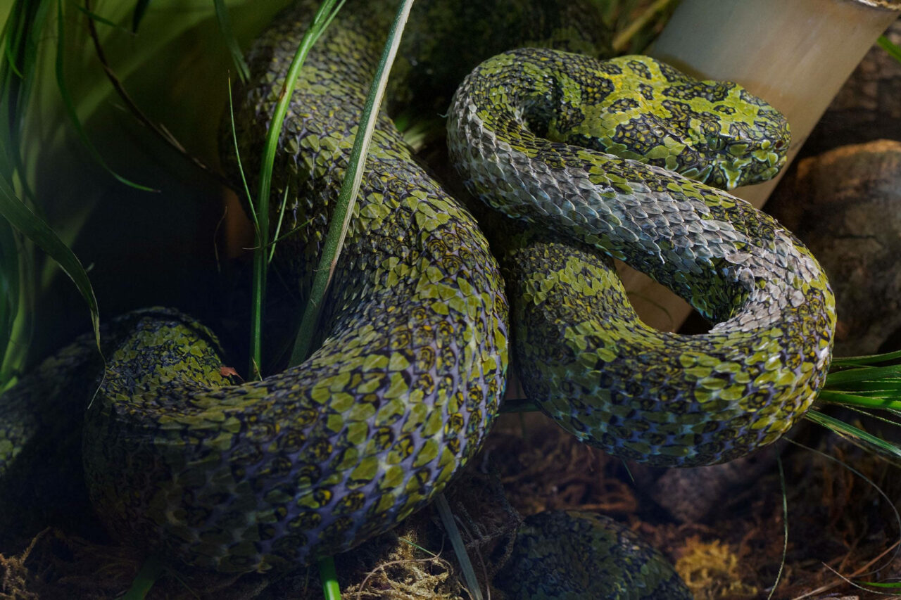 Vibrant Mountain Viper in Lush Greenery Wallpaper | Background FREE ...