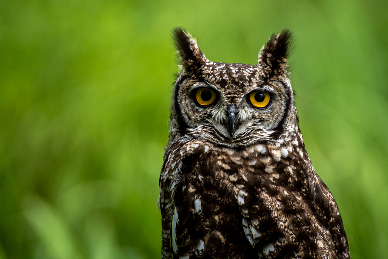 Majestic Owl with Intense Gaze Wallpaper | Background FREE Download ...