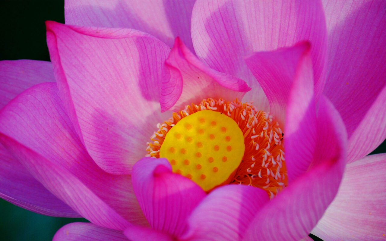 Vibrant Pink Lotus Flower Close Up Wallpaper | Background FREE Download ...