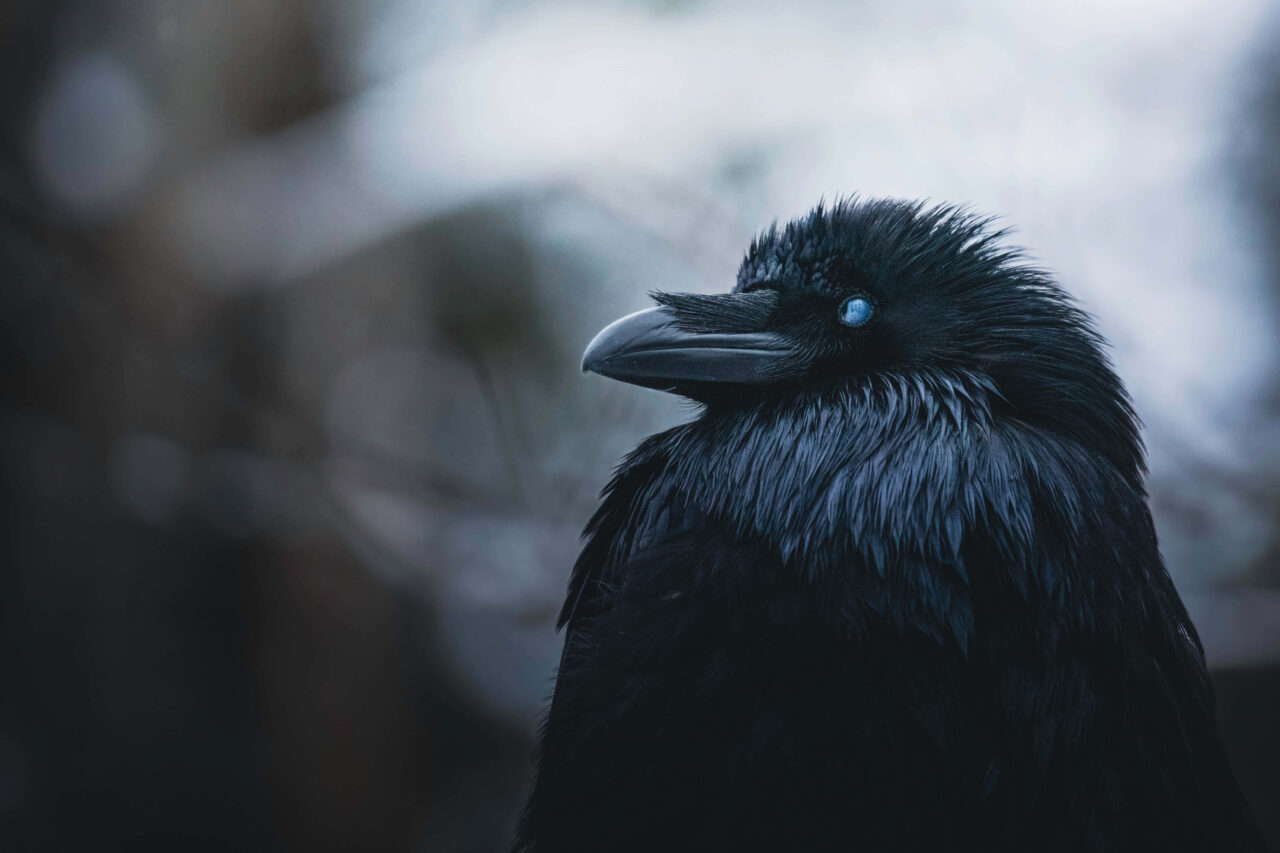 Majestic Rook Portrait Elegance Wallpaper | Background FREE Download ...