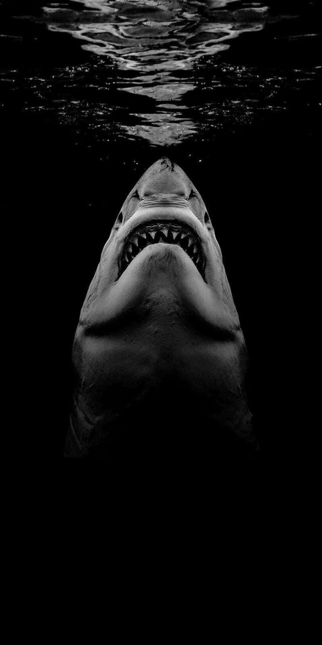 Mystical Shark Encounter Bold Wallpaper | Background FREE Download ...