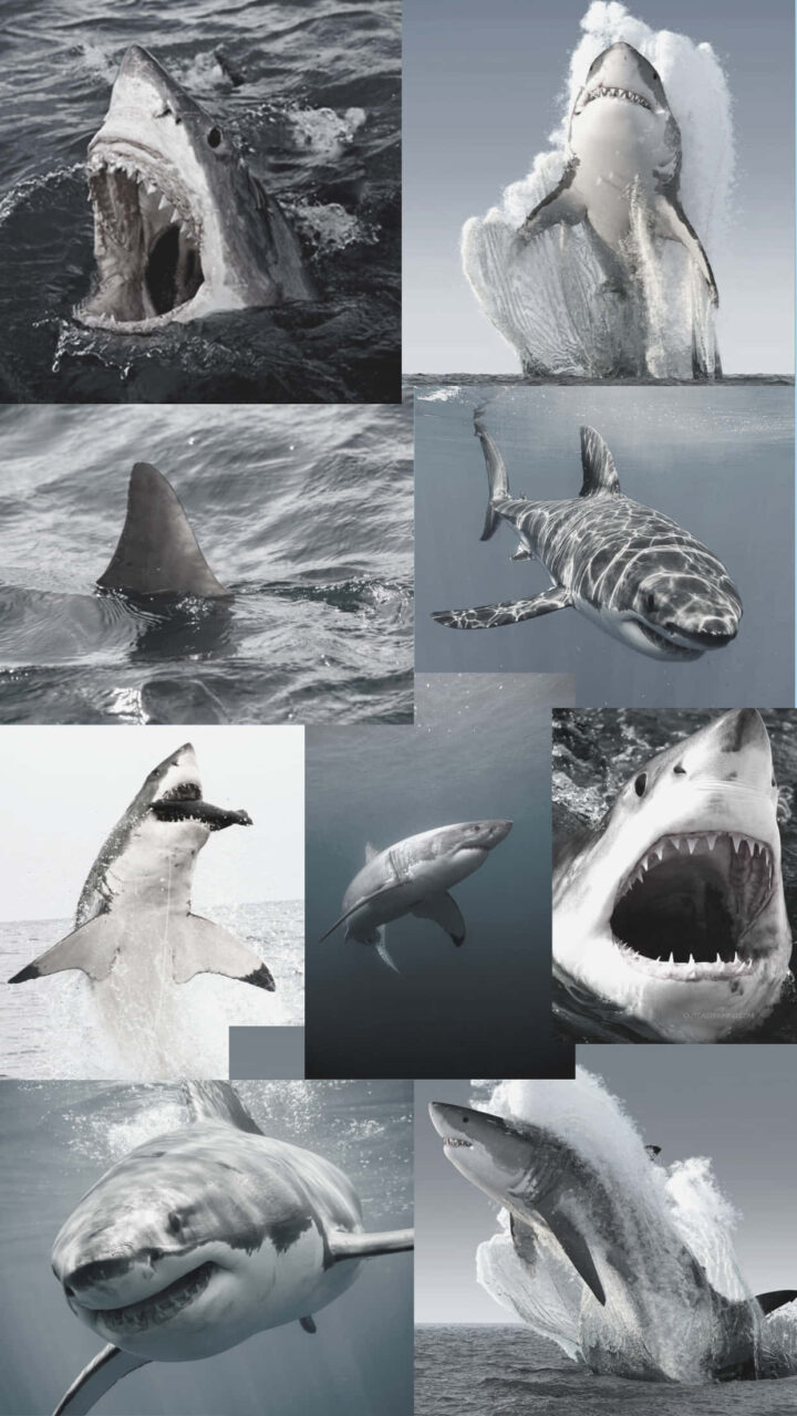 Majestic Sharks in Their Ocean Kingdom Wallpaper | Background FREE ...