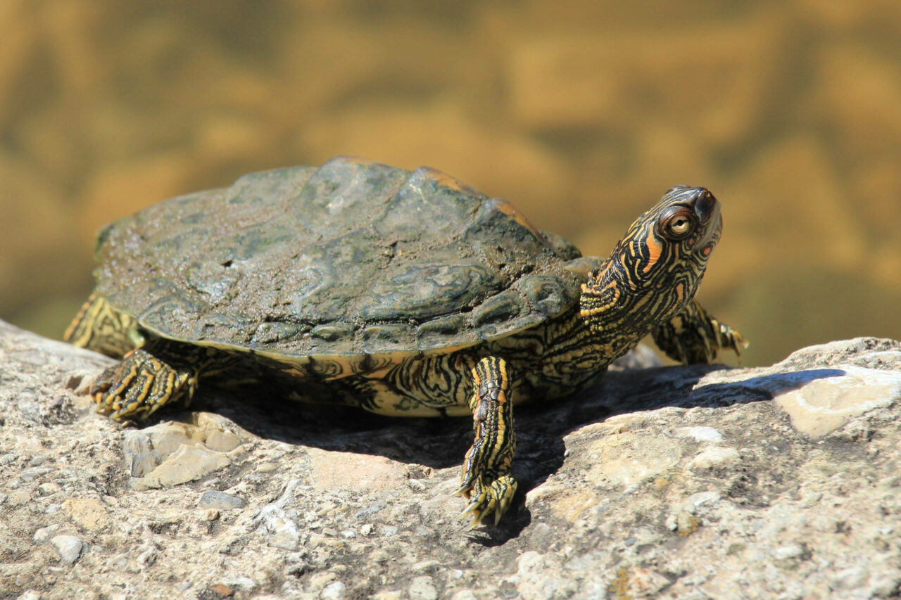 Texas Map Turtle Serenity Wallpaper | Background FREE Download ...