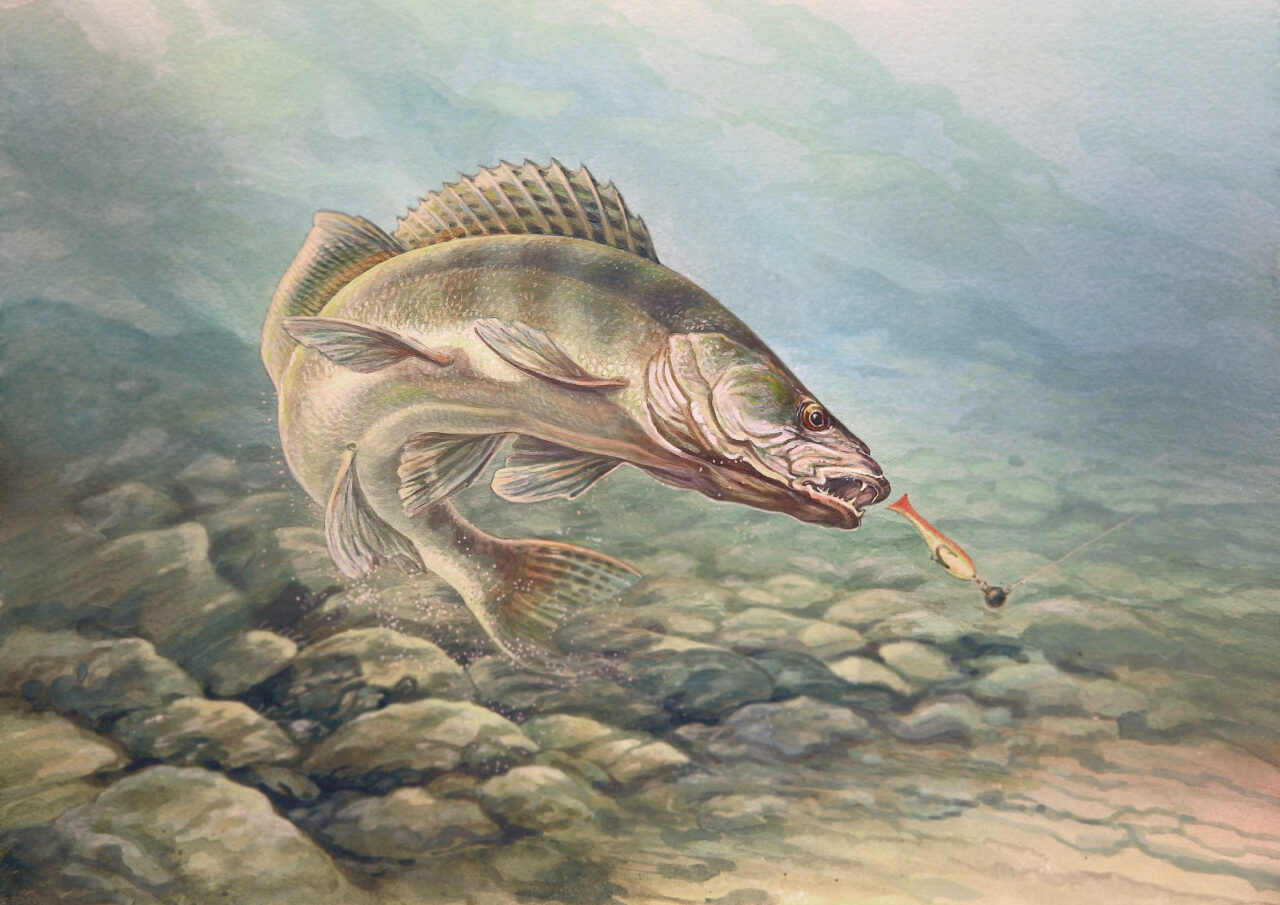 Lifelike Pike in Serene Underwater Scene Wallpaper | Background FREE ...