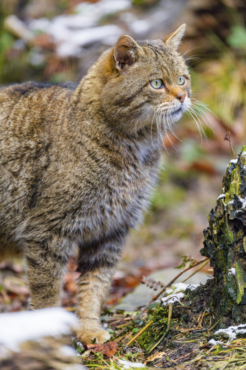 Wild Cat Gaze in Lively Wilderness Wallpaper | Background FREE Download ...