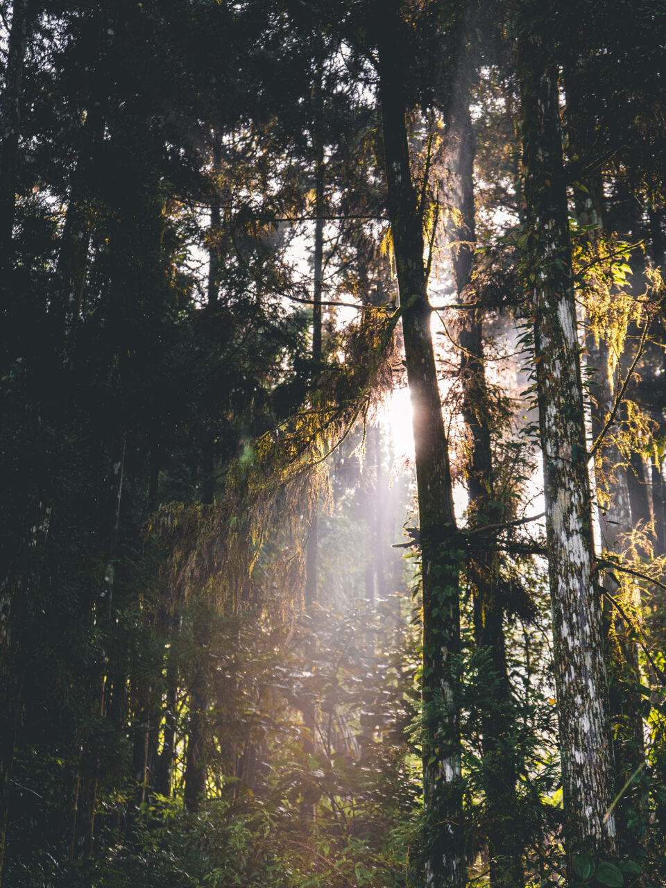 Sunlight Through Lush Green Trees Forest Wallpaper | Background FREE ...