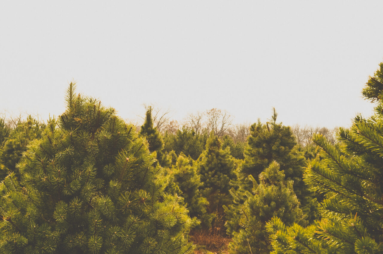 Sunlit Green Treetops Summer Serenity Wallpaper | Background FREE ...
