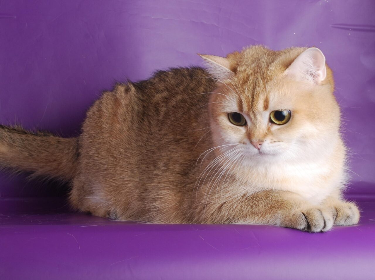 Purple Cat Serenity Wallpaper | Background FREE Download - Vulplex.com