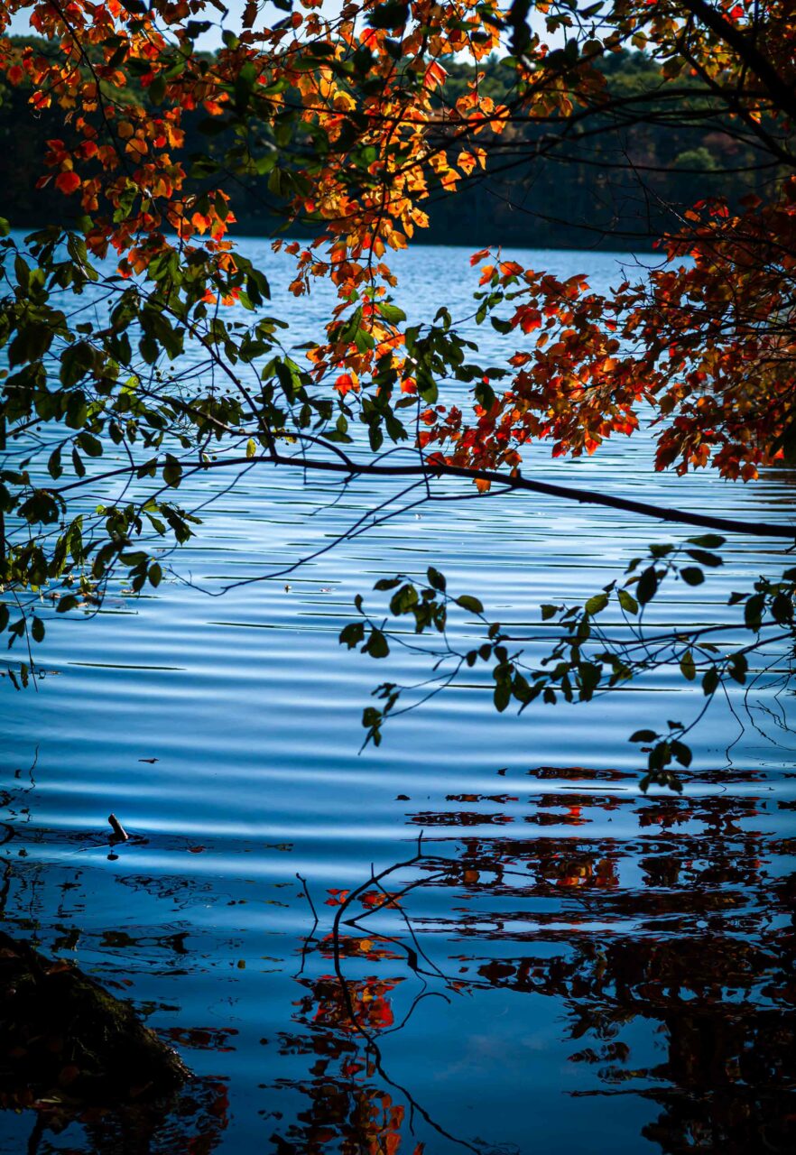 Autumn Leaves Reflection on Calm Lake Wallpaper | Background FREE ...