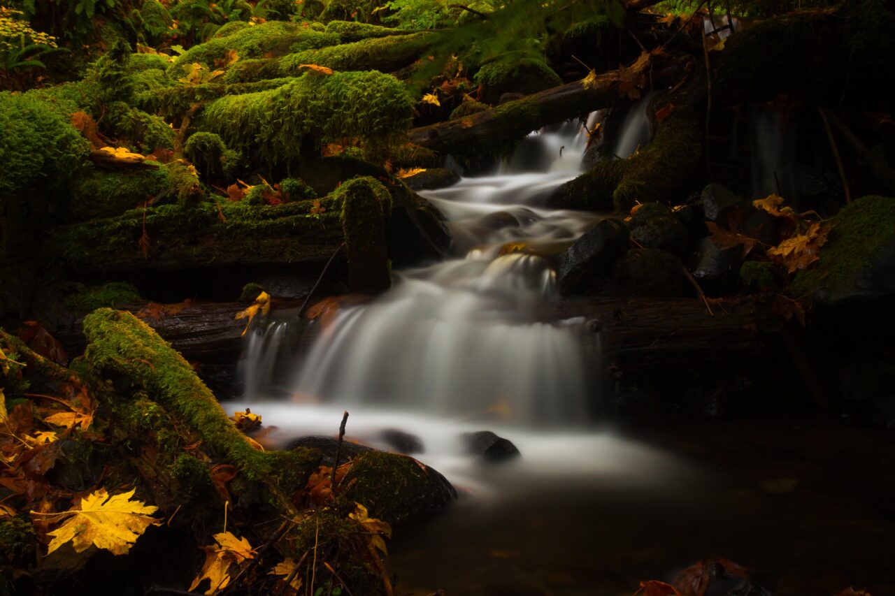 Serene Autumn Stream over Mossy Stones Wallpaper | Background FREE ...