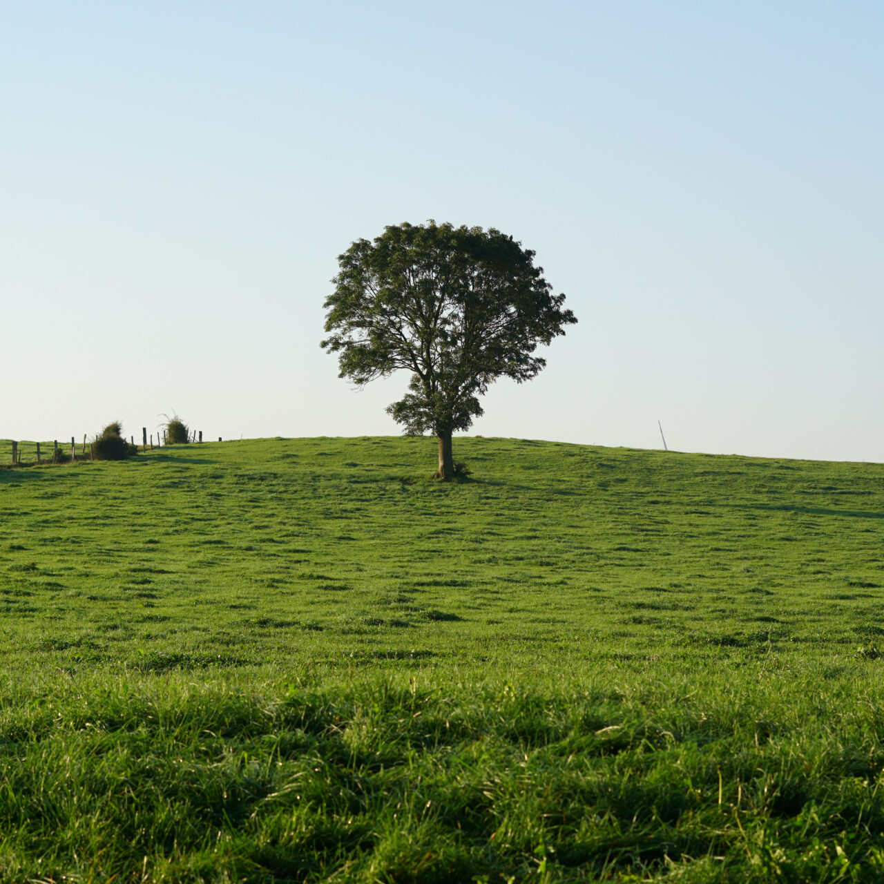 Tranquil Hilltop Tree in Green Field Nature Wallpaper | Background FREE ...